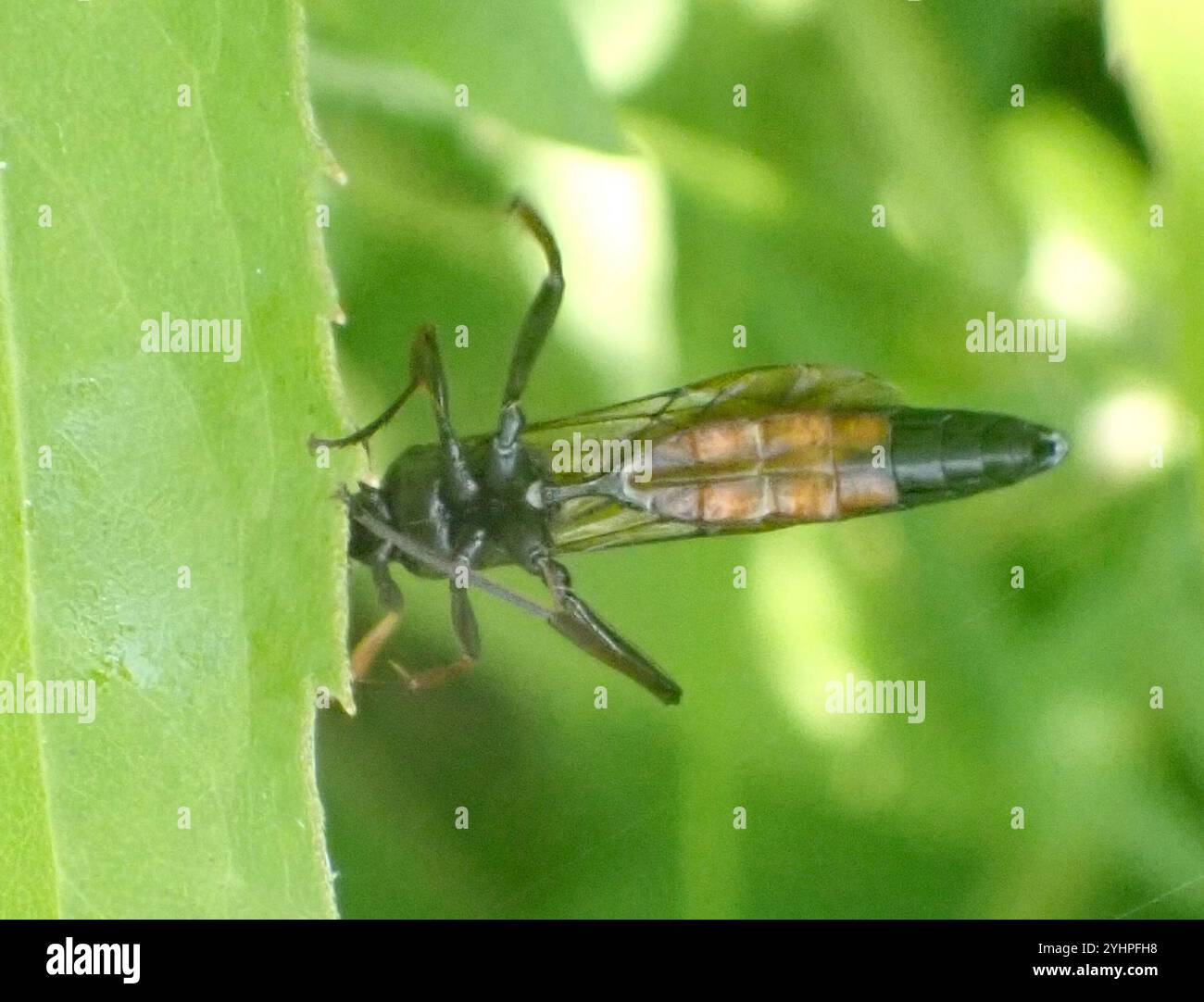 Ichneumonid Wasps (Ichneumonidae Stock Photo - Alamy
