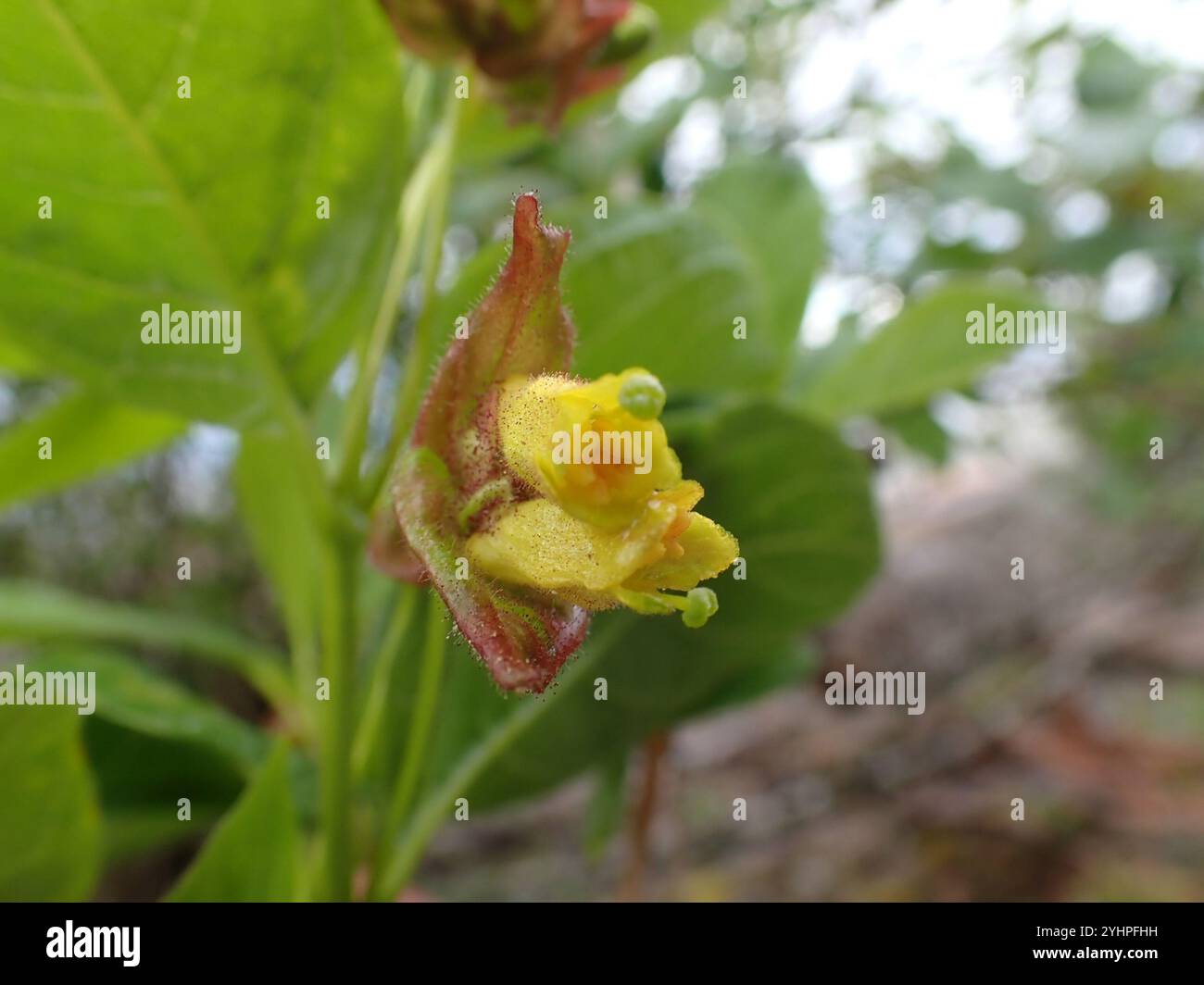 twinberry honeysuckle (Lonicera involucrata Stock Photo - Alamy