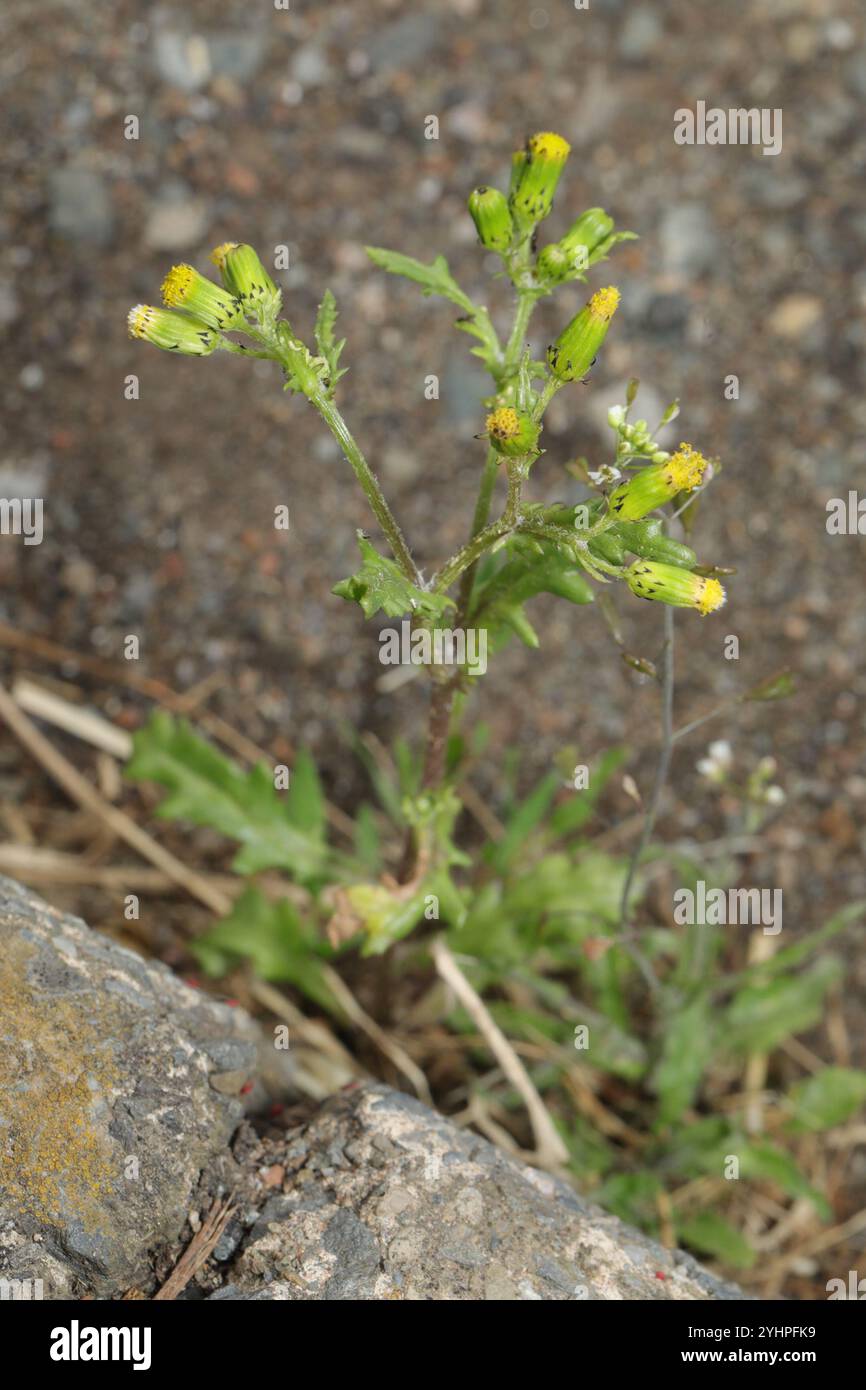 common groundsel (Senecio vulgaris Stock Photo - Alamy
