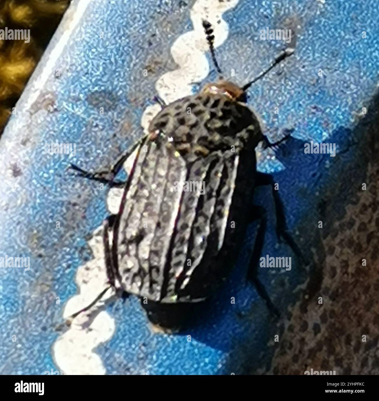 Thanatophilus rugosus hi-res stock photography and images - Alamy