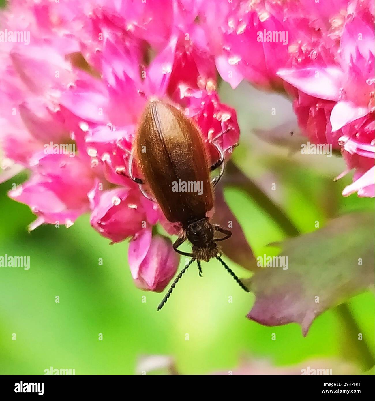 Rough-haired Lagria Beetle (Lagria hirta Stock Photo - Alamy