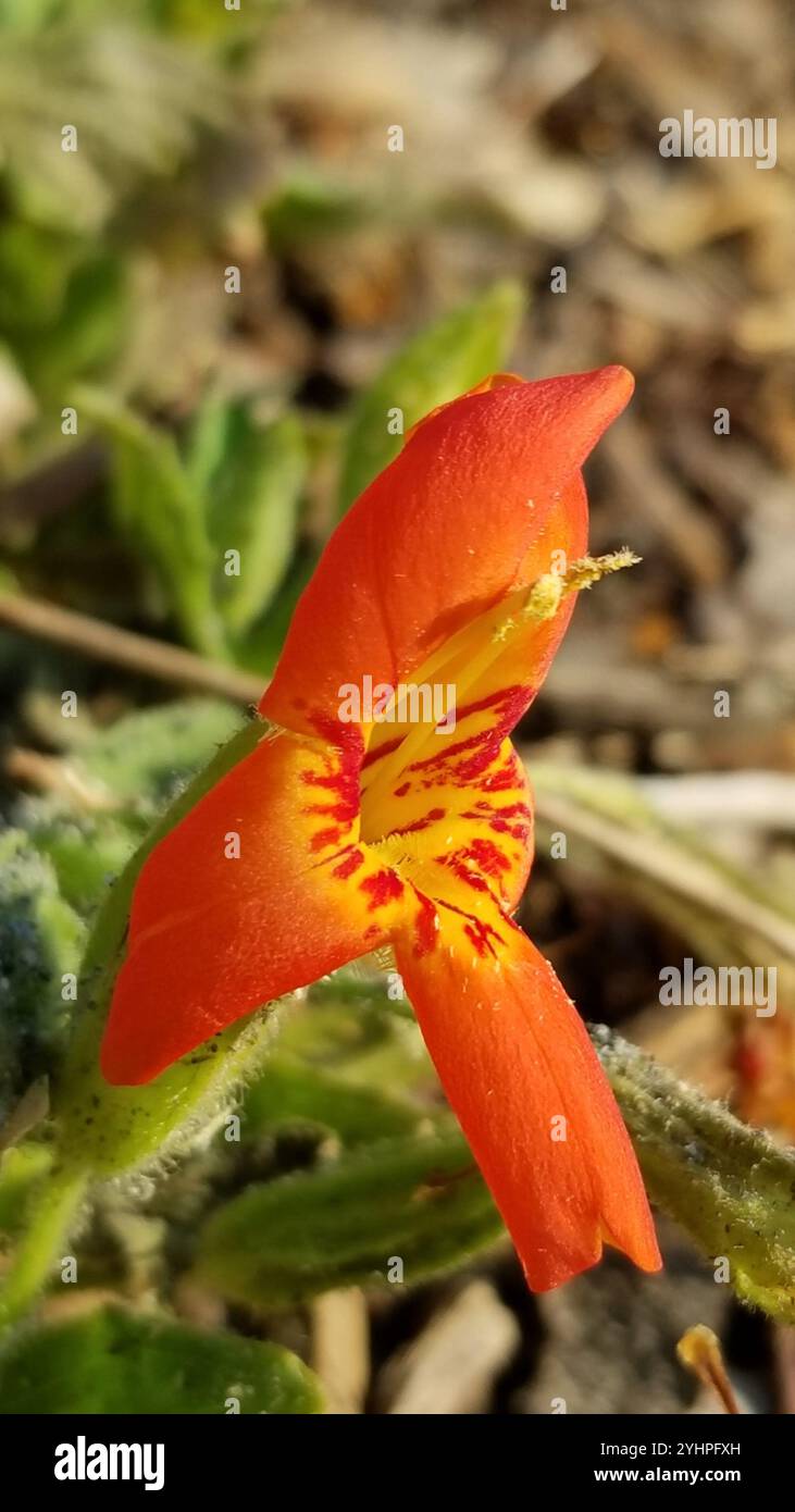 scarlet monkeyflower (Erythranthe cardinalis Stock Photo - Alamy