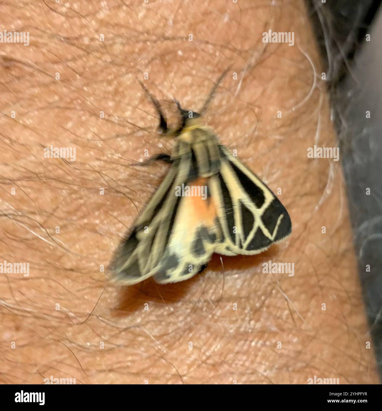 Harnessed Tiger Moth (Apantesis phalerata Stock Photo - Alamy