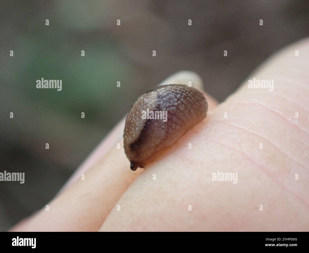 Common Land Snails and Slugs (Stylommatophora Stock Photo - Alamy