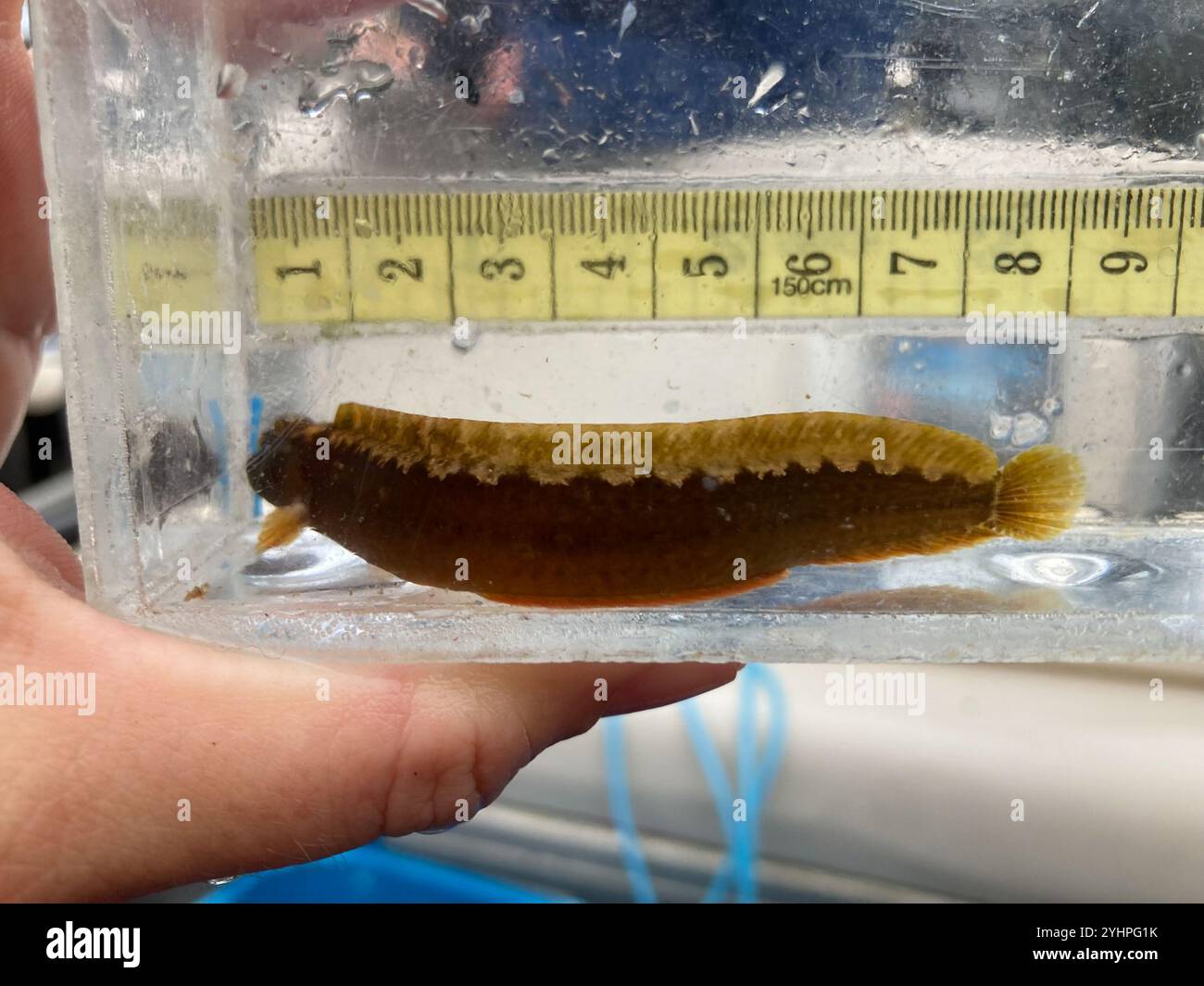 High Cockscomb (Anoplarchus purpurescens Stock Photo - Alamy