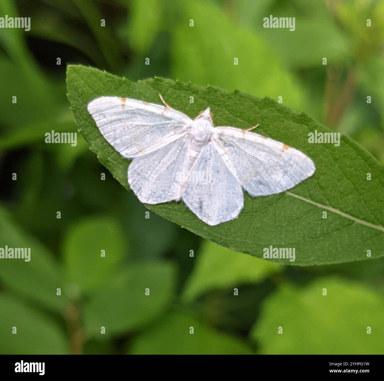 Lesser Maple Spanworm Moth (Macaria pustularia Stock Photo - Alamy