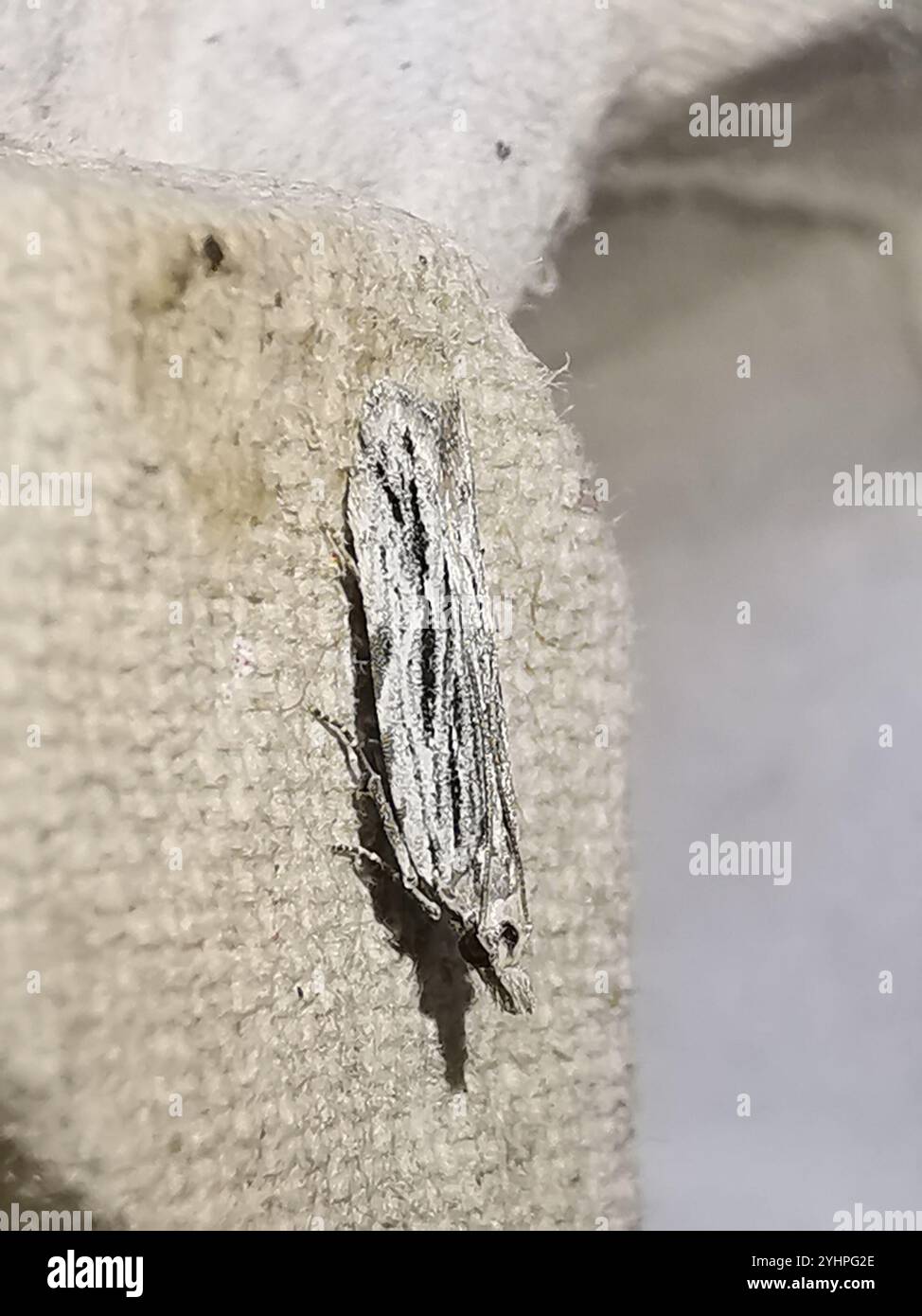 Anarsia hi-res stock photography and images - Alamy