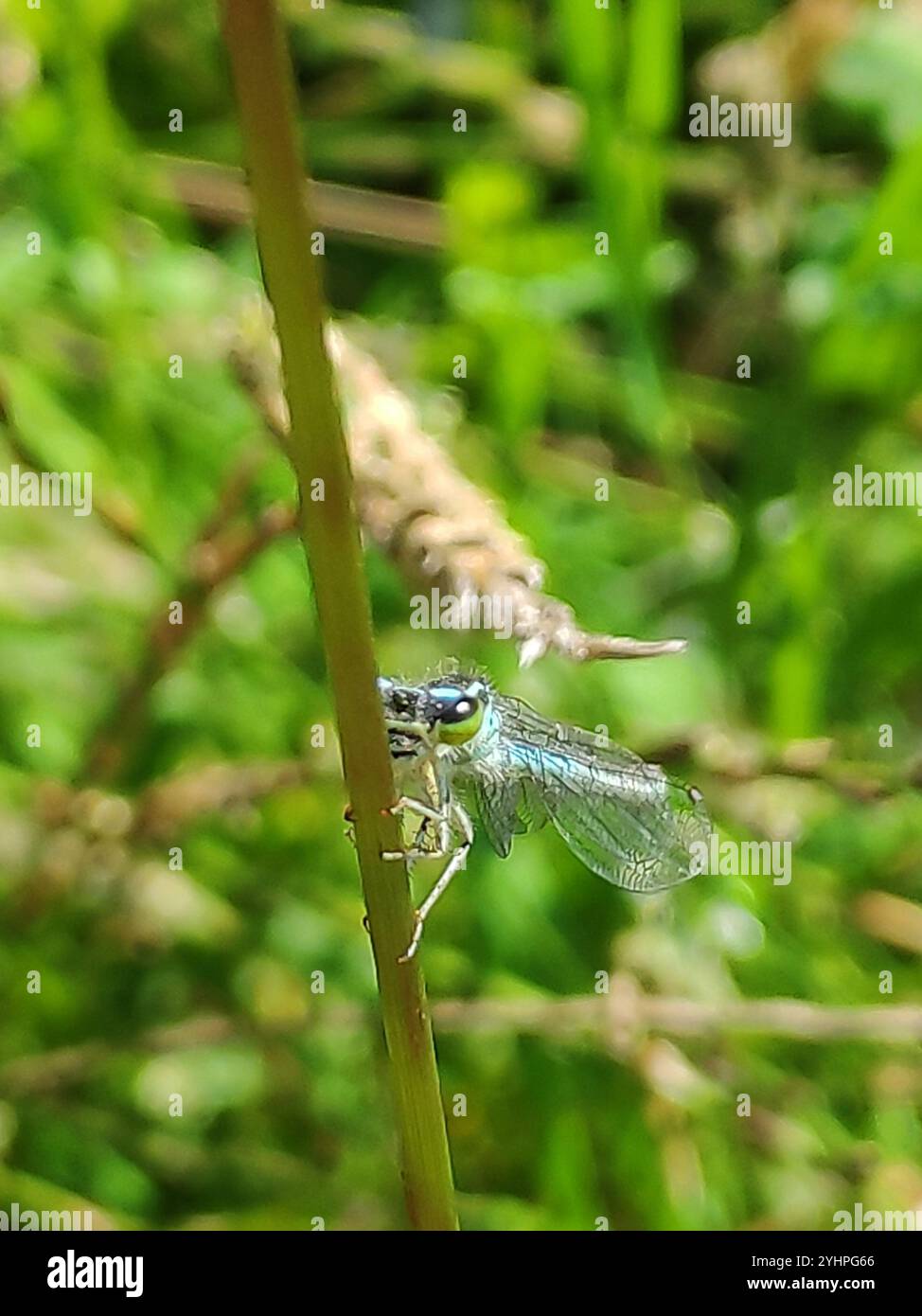 Narrow-winged Damselflies (Coenagrionidae Stock Photo - Alamy