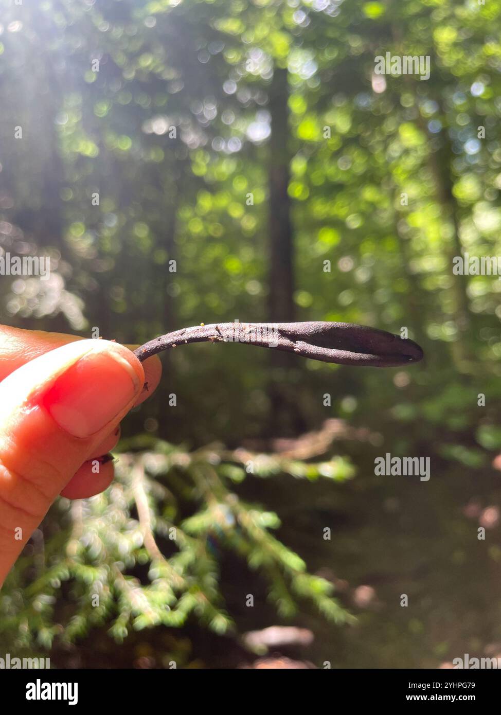 Earth Tongues (Geoglossum Stock Photo - Alamy