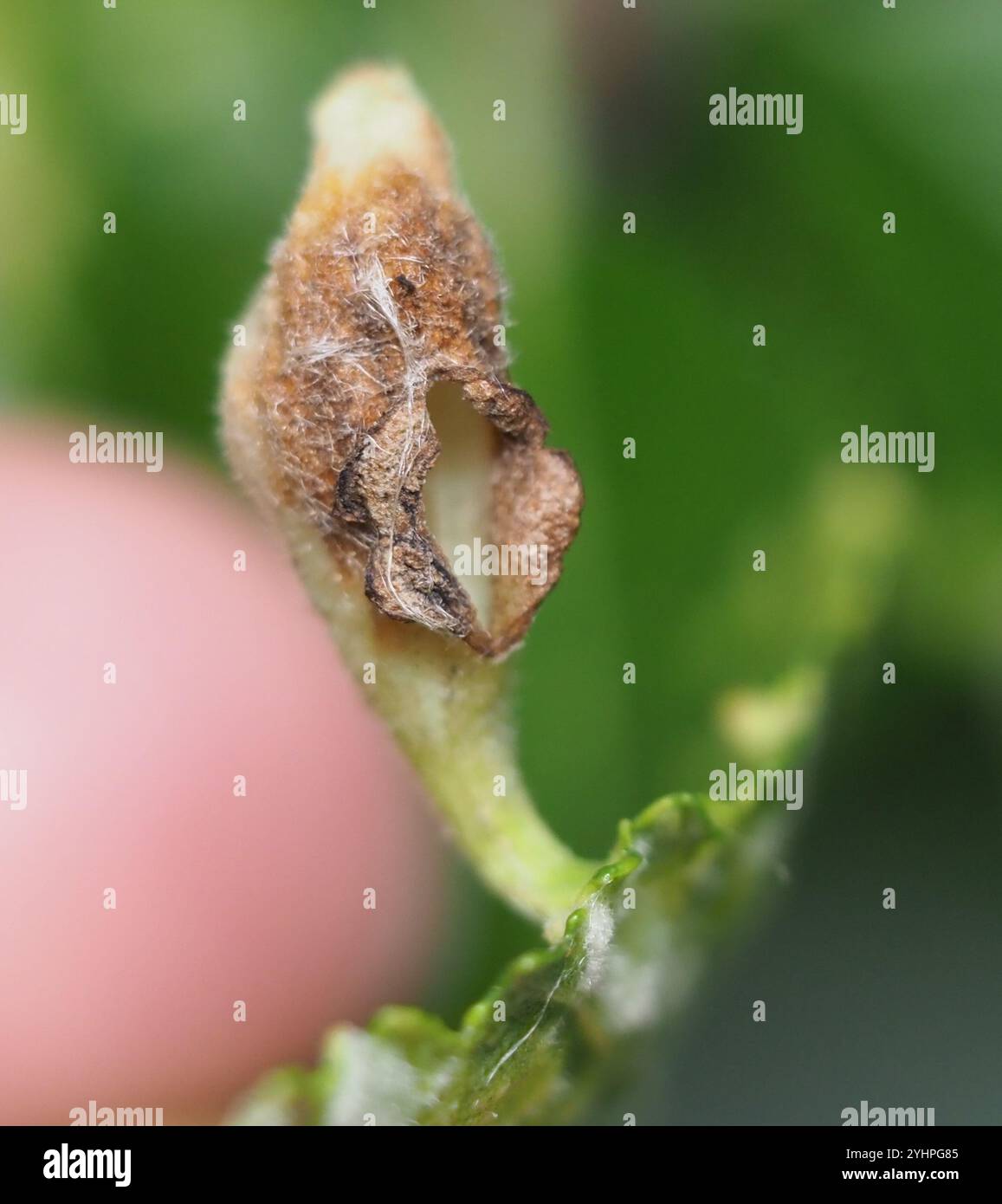 Rice Root Aphid (Tetraneura akinire Stock Photo - Alamy