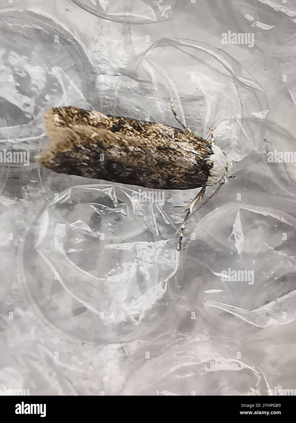 White-shouldered House Moth (Endrosis sarcitrella Stock Photo - Alamy