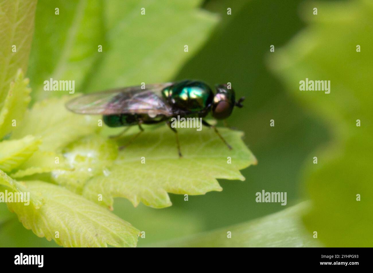 Black-horned Gem Fly (Microchrysa polita Stock Photo - Alamy