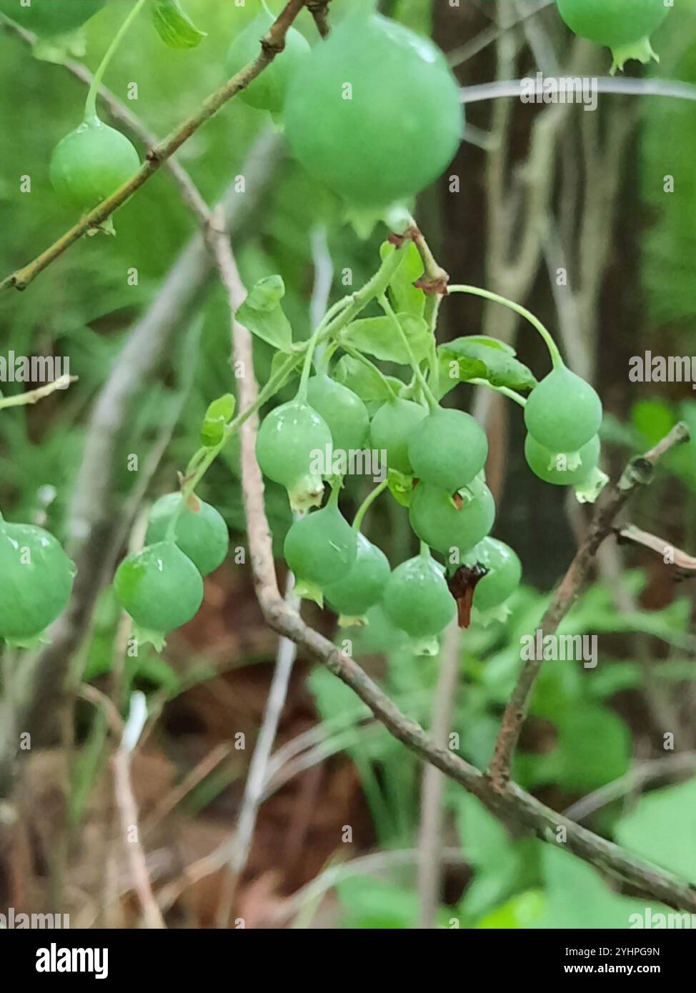 Deerberry hi-res stock photography and images - Alamy