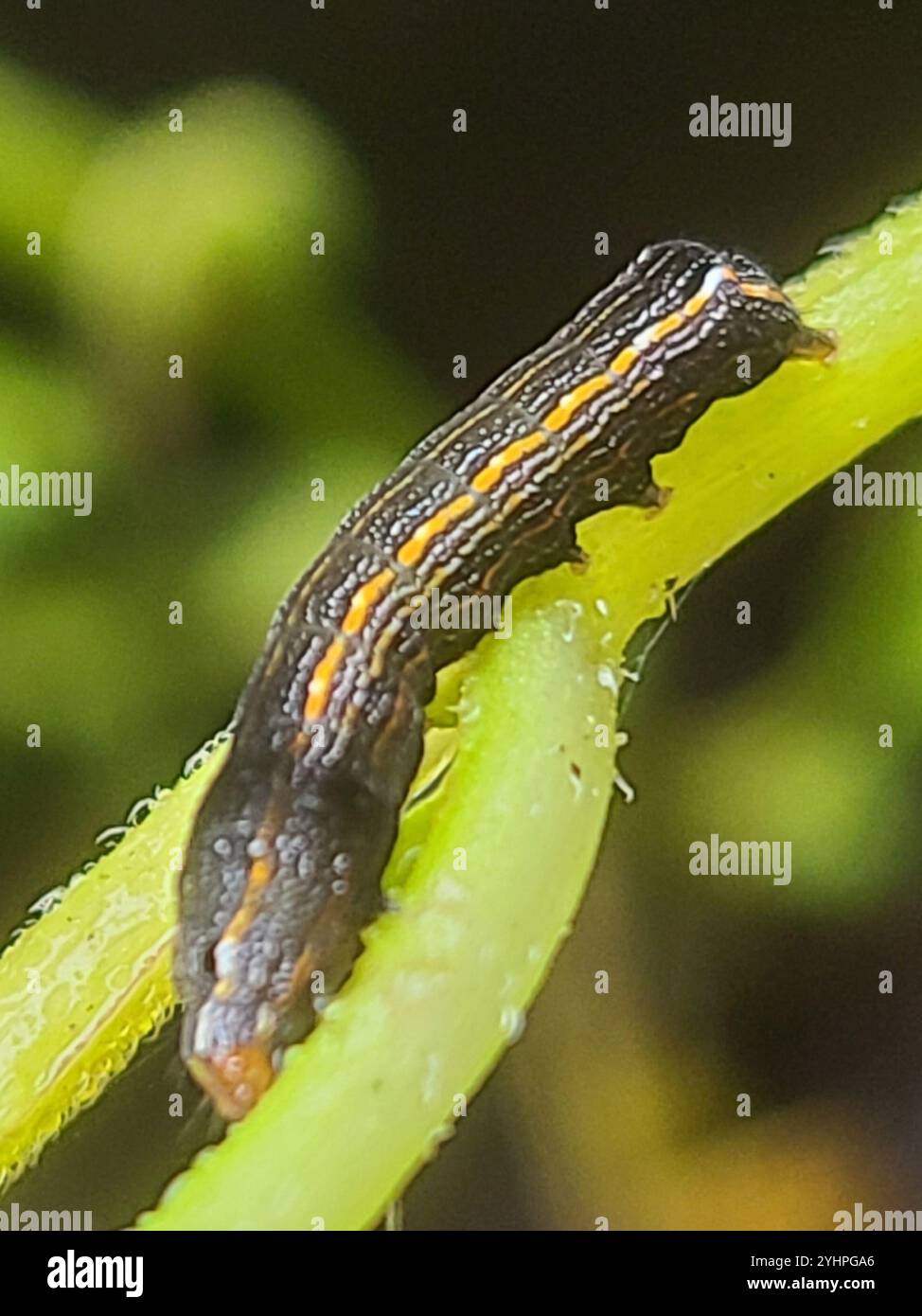 Armyworm Moths (Spodoptera Stock Photo - Alamy