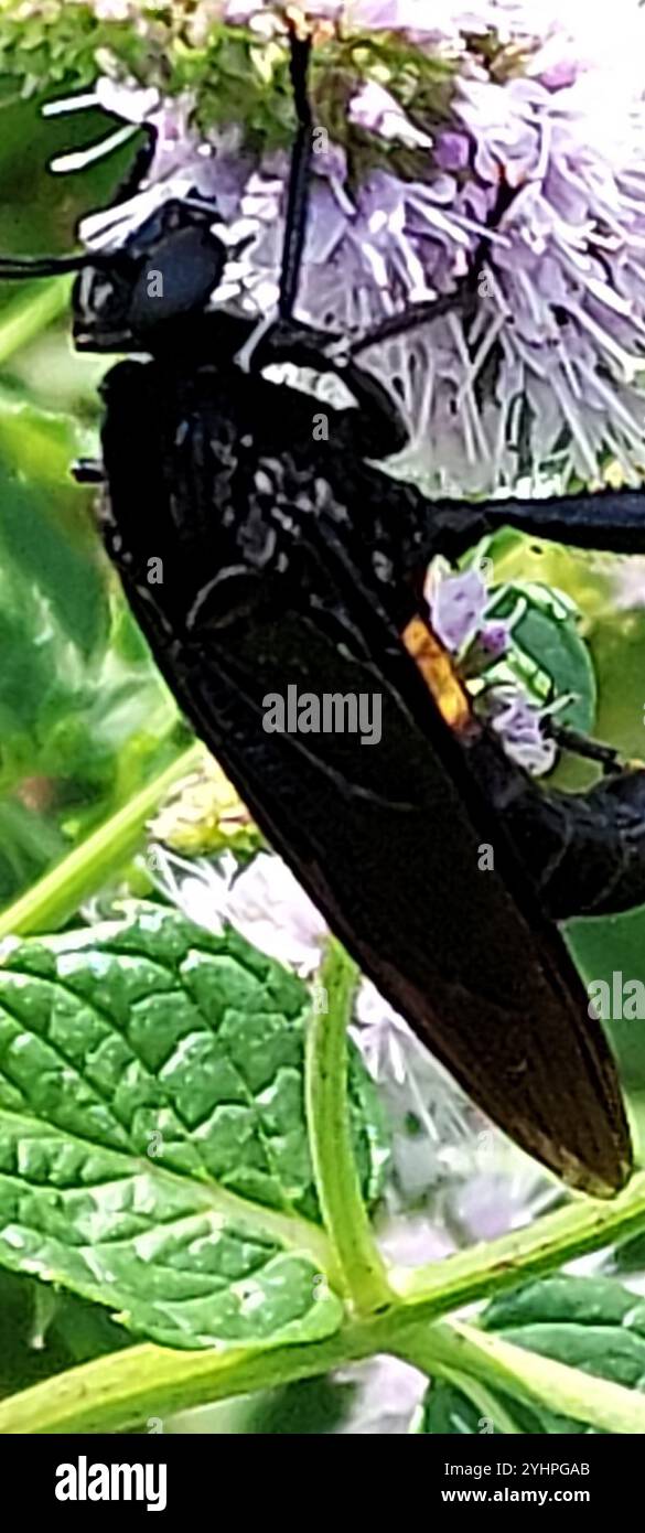 Mydas fly hi-res stock photography and images - Alamy