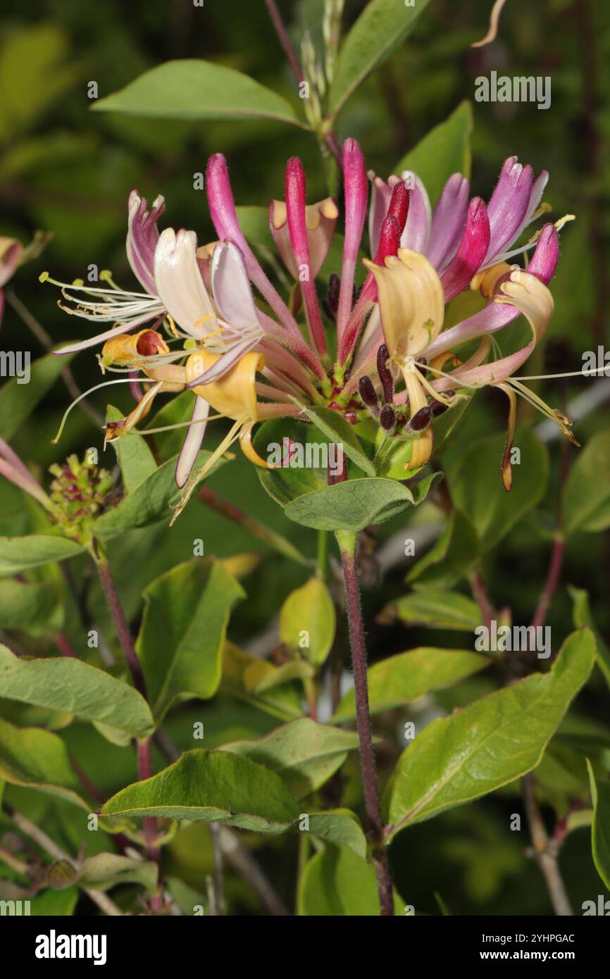 Common Honeysuckle (Lonicera periclymenum Stock Photo - Alamy