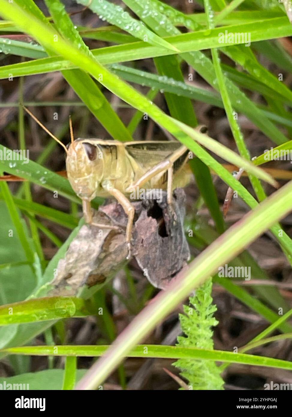 Two-striped Grasshopper (Melanoplus bivittatus Stock Photo - Alamy