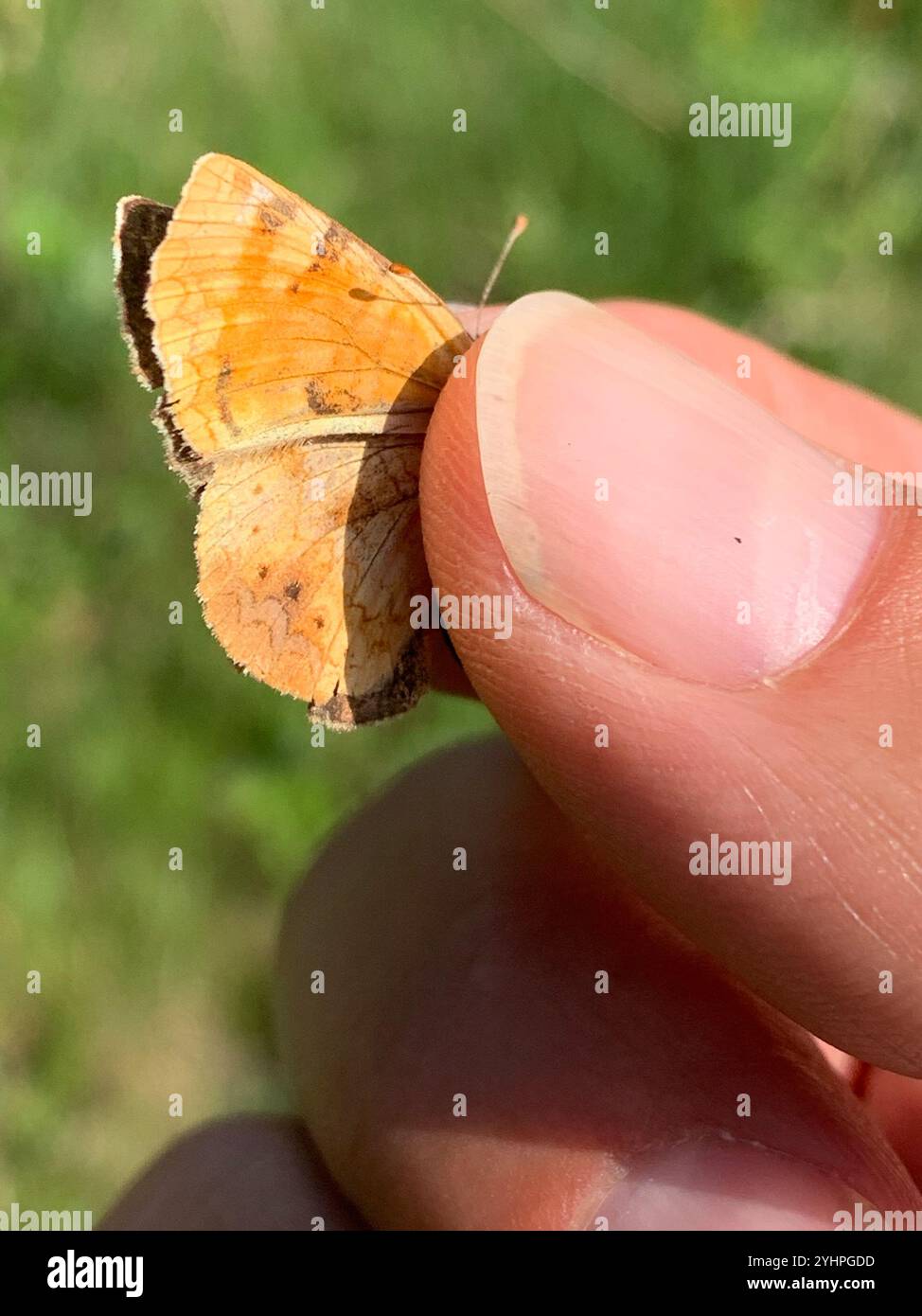 Northern Crescent (Phyciodes cocyta Stock Photo - Alamy