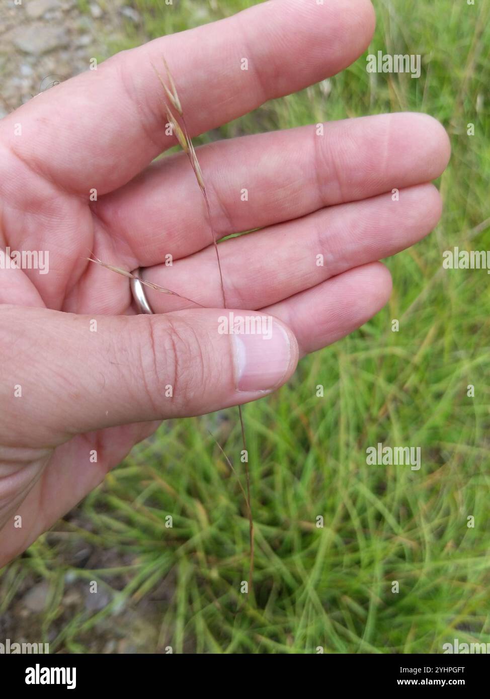 Flattened Oatgrass (Danthonia compressa Stock Photo - Alamy