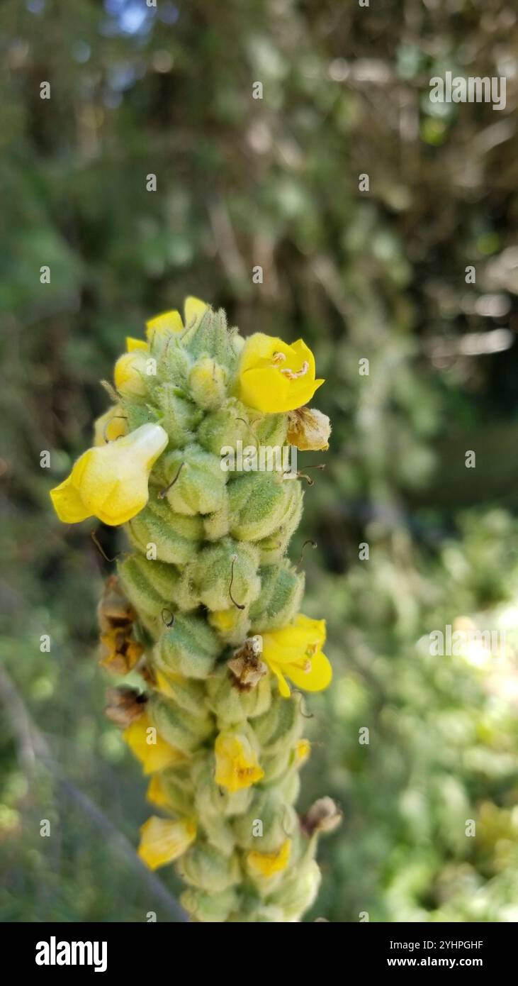 great mullein (Verbascum thapsus Stock Photo - Alamy