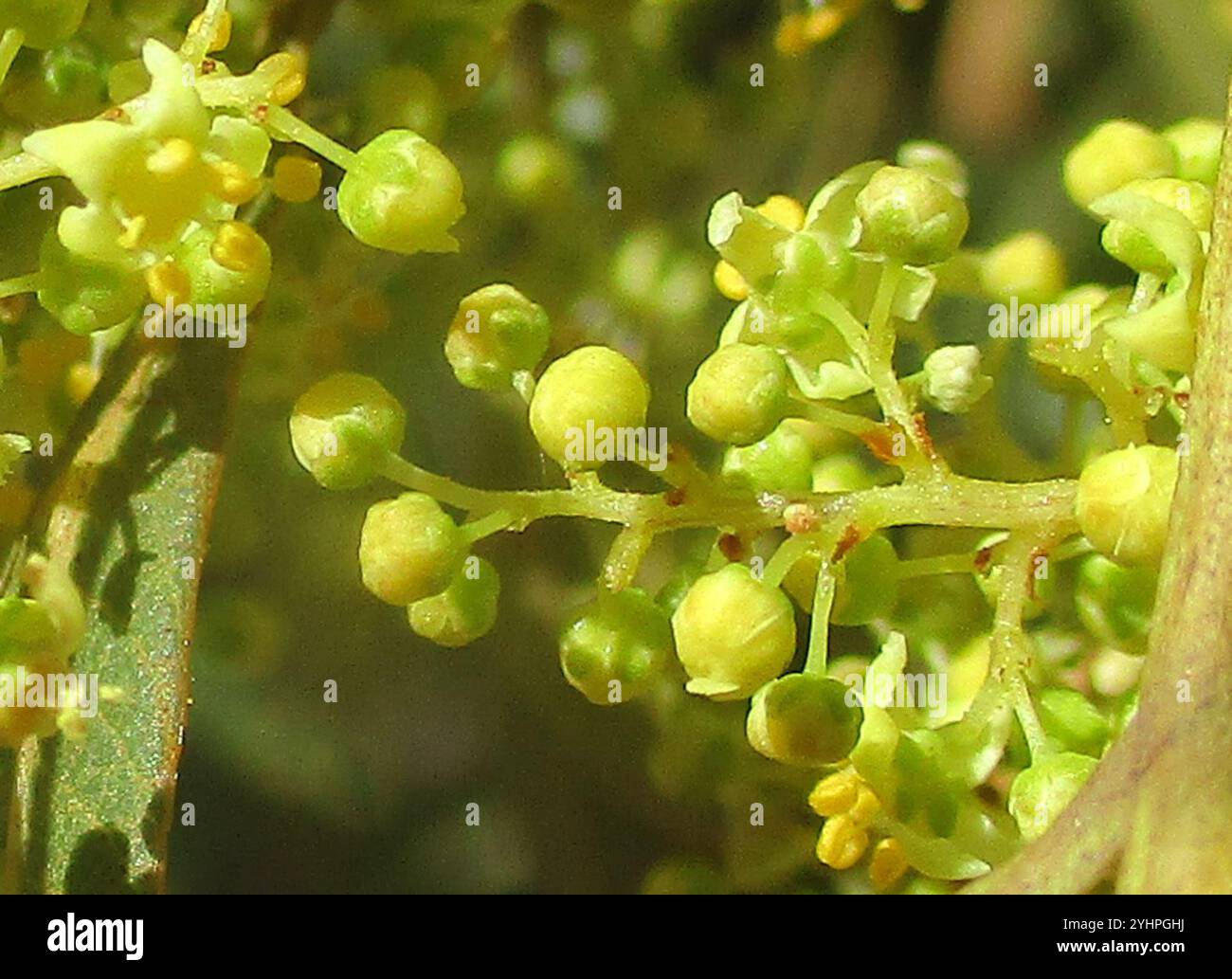african sumac (Searsia lancea Stock Photo - Alamy