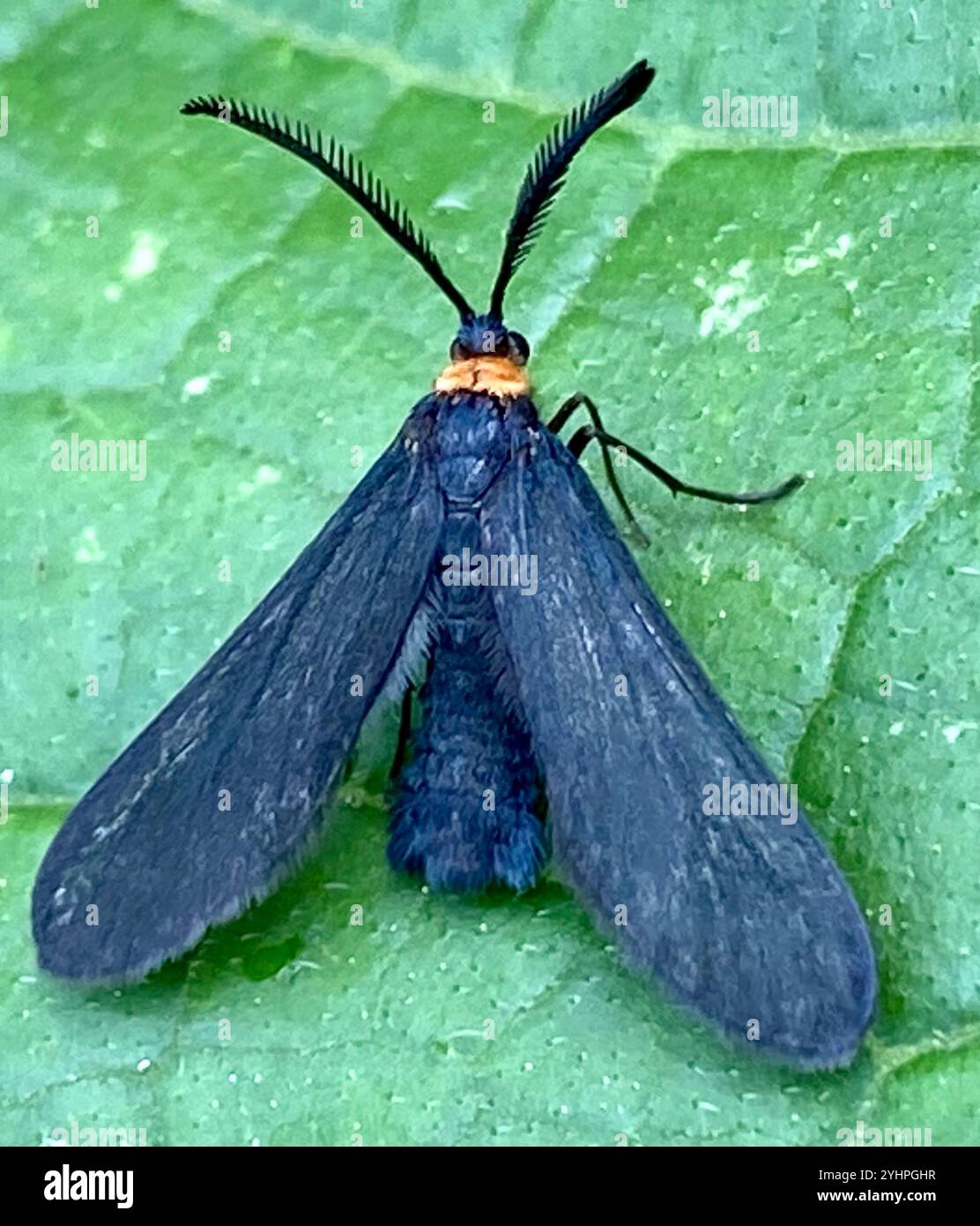 Grapeleaf Skeletonizer Moth (Harrisina americana Stock Photo - Alamy