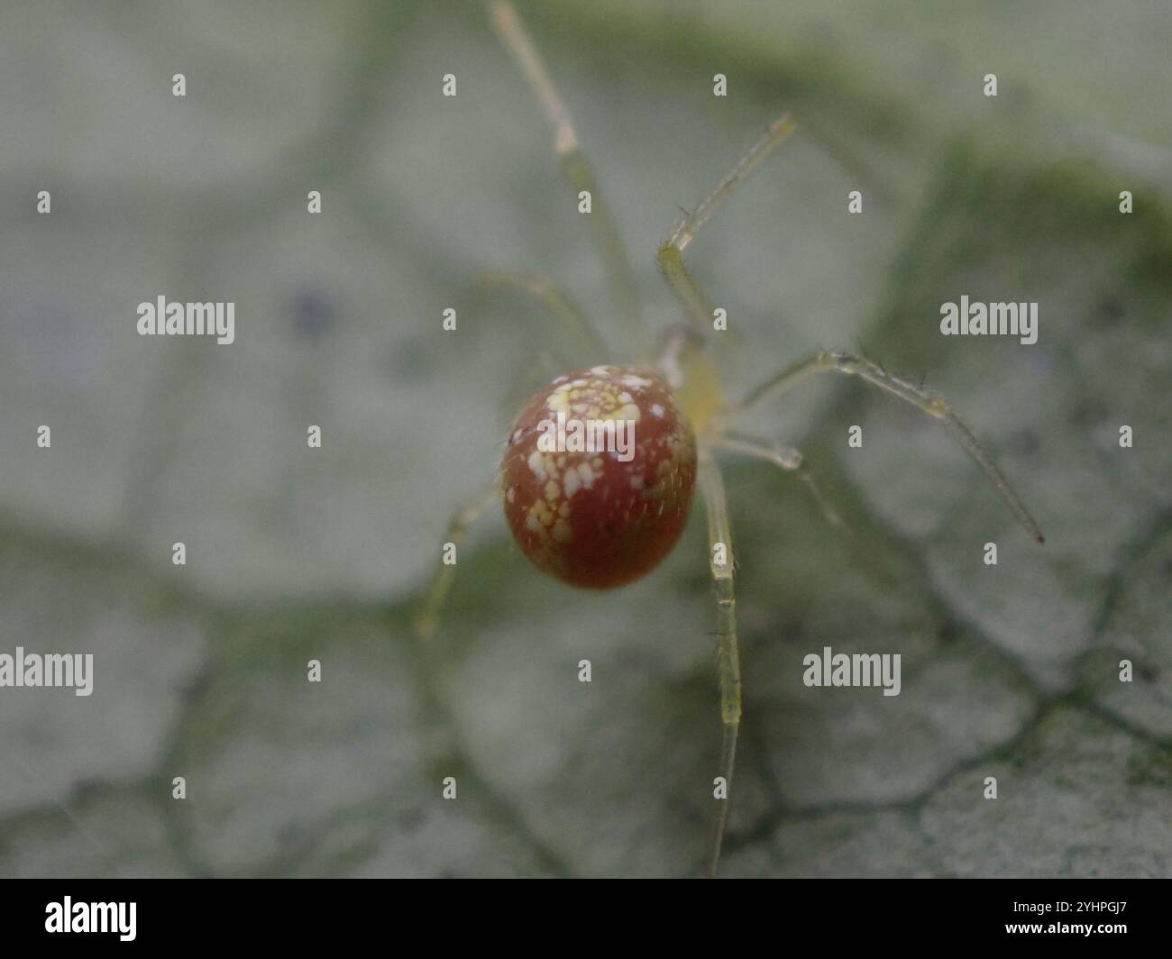 Comb-footed Spiders (Theridiidae Stock Photo - Alamy
