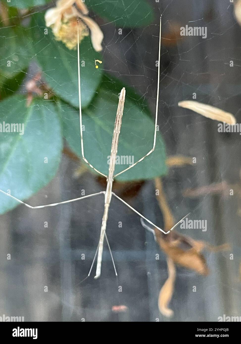 Thread-legged Bugs (Emesinae Stock Photo - Alamy