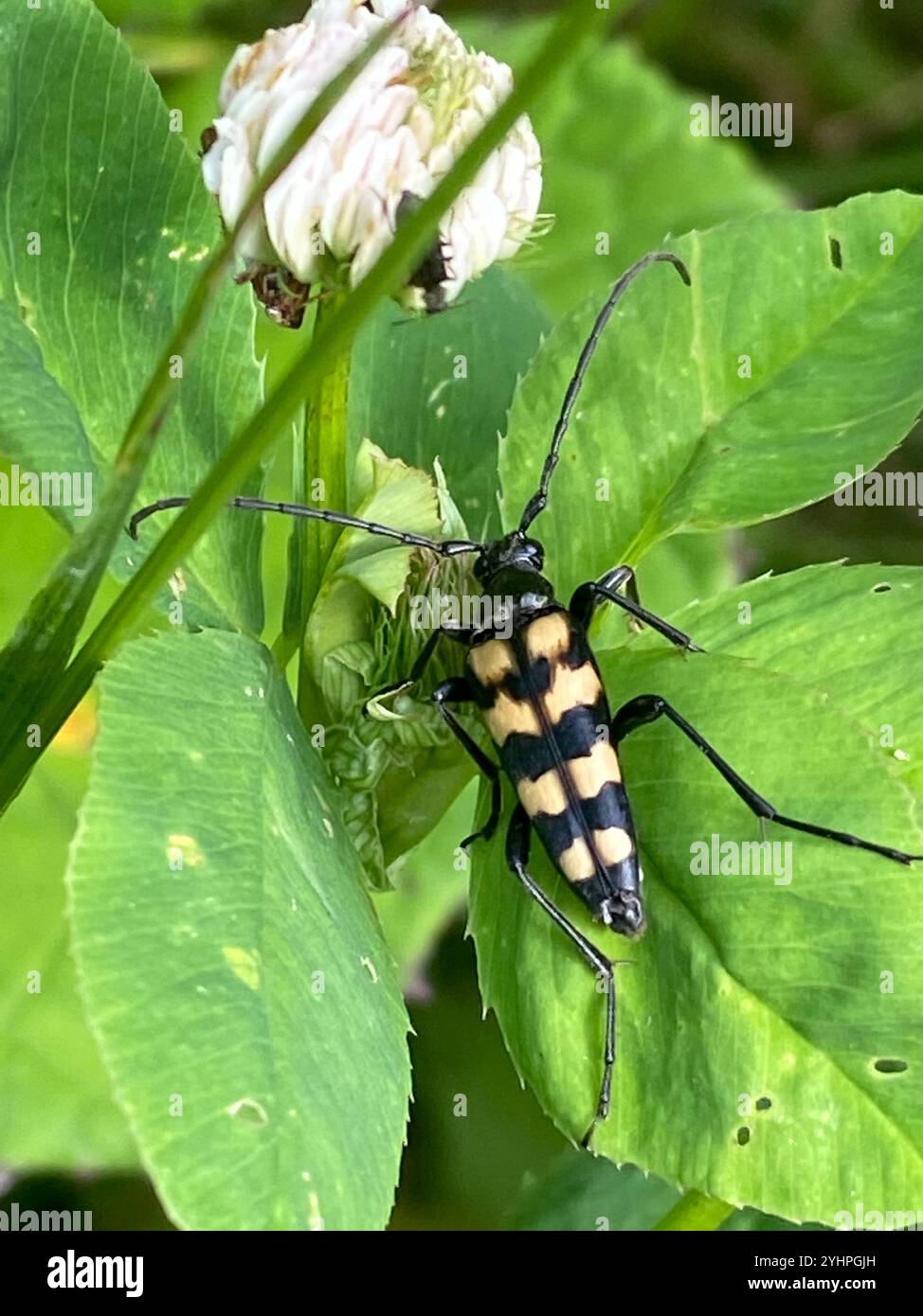 four-banded longhorn beetle (Leptura quadrifasciata Stock Photo - Alamy