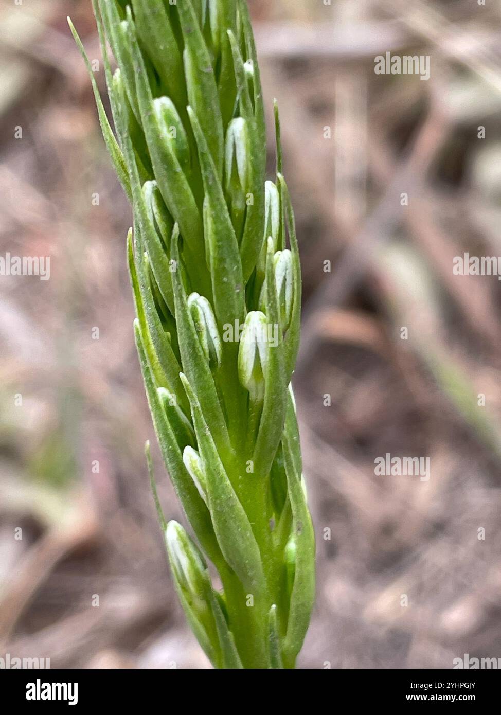 Elegant piperia hi-res stock photography and images - Alamy
