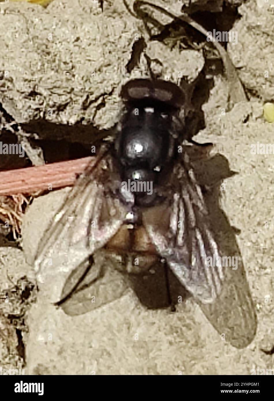 Face fly musca autumnalis hi-res stock photography and images - Alamy