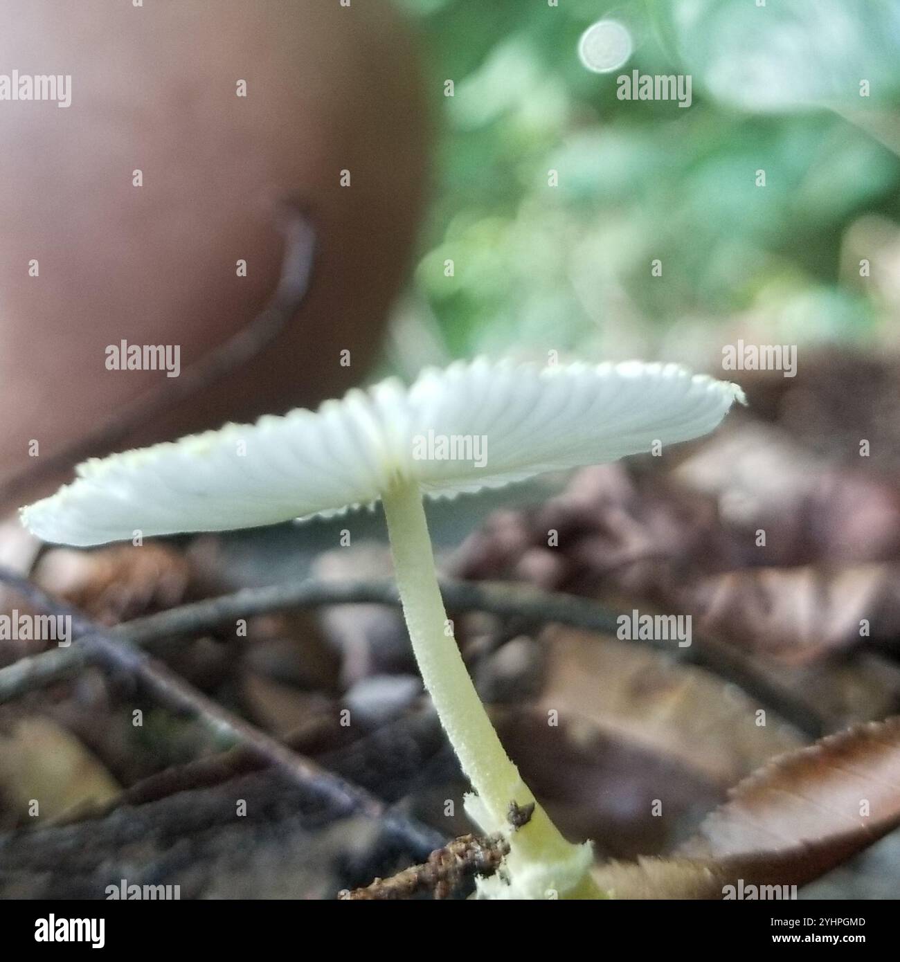 Fragile Dapperling (Leucocoprinus fragilissimus Stock Photo - Alamy