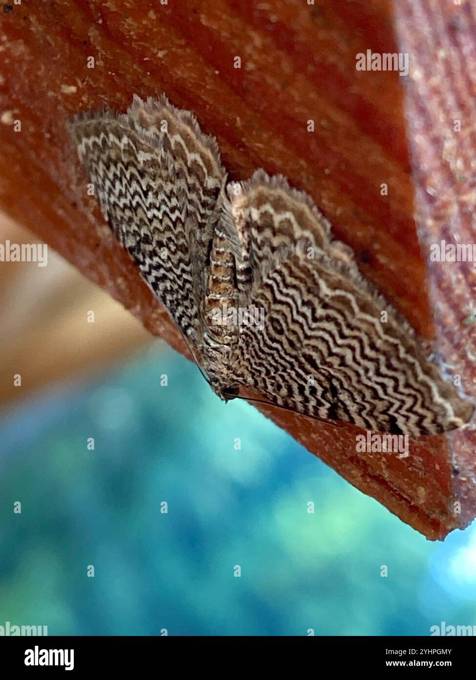 Scallop shell moth hi-res stock photography and images - Alamy