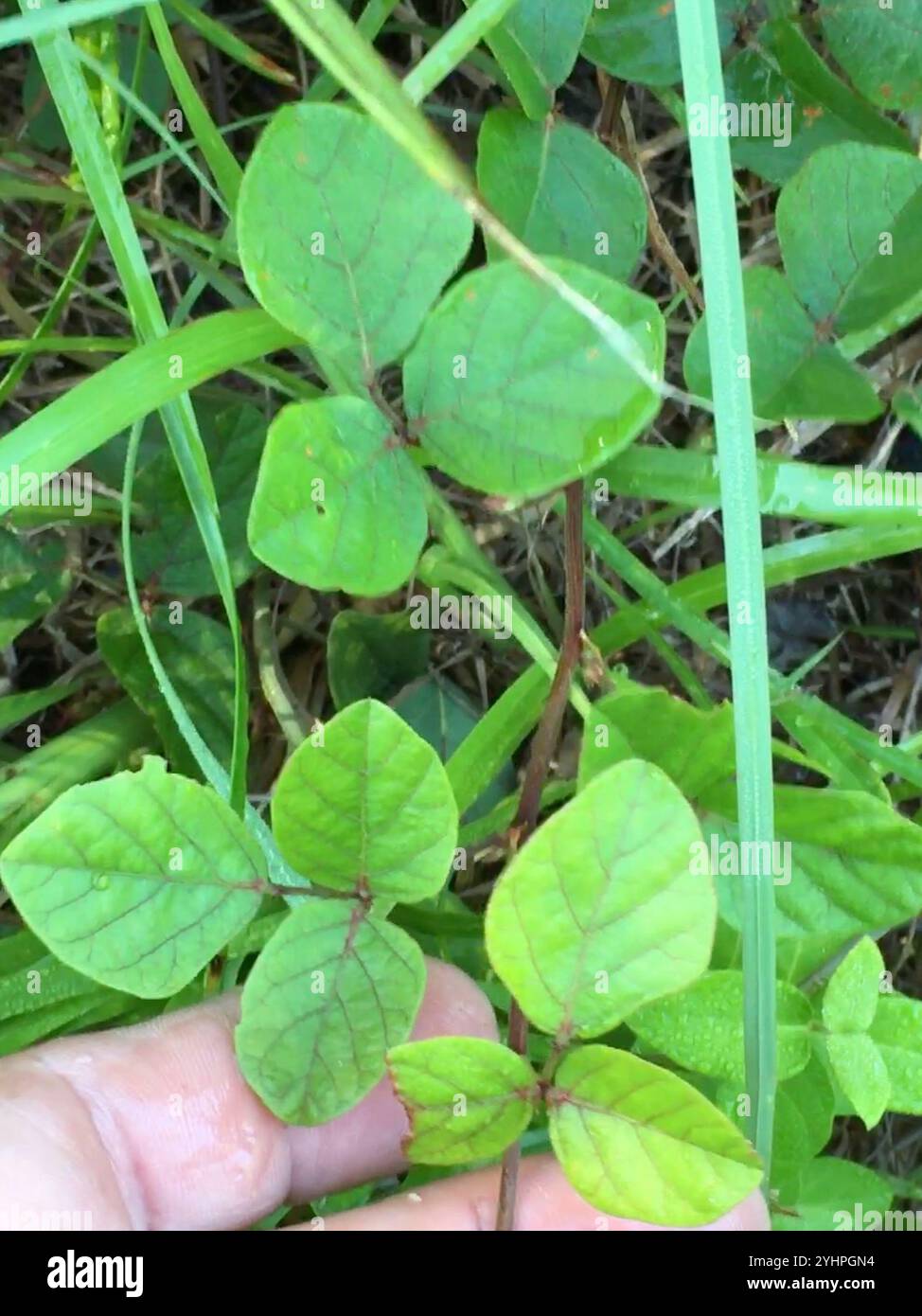 Sand Ticktrefoil (Desmodium lineatum Stock Photo - Alamy