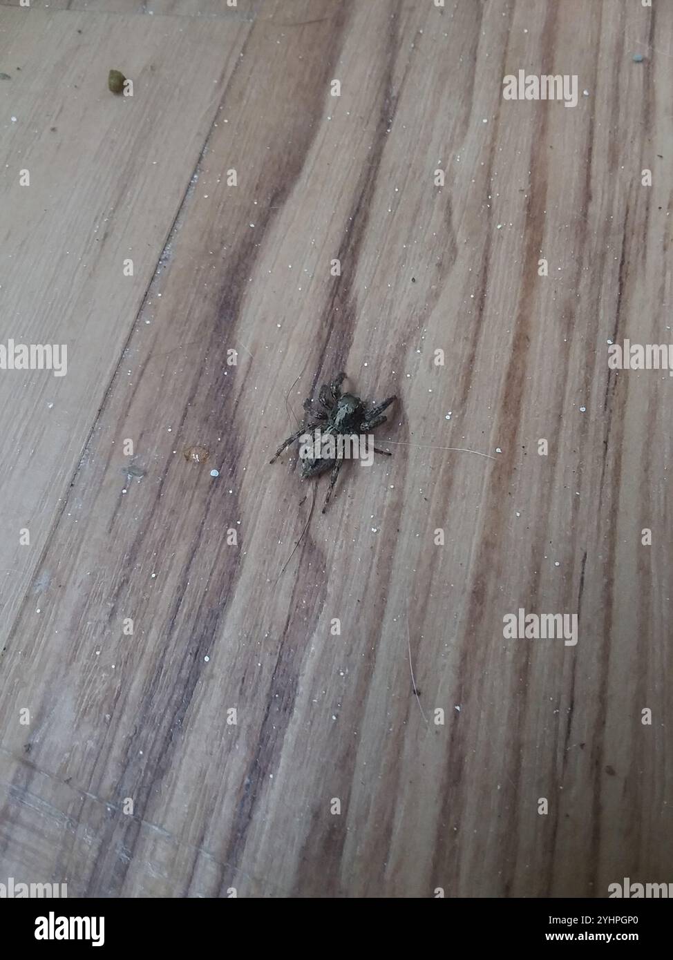 Pantropical Jumping Spider (Plexippus paykulli Stock Photo - Alamy