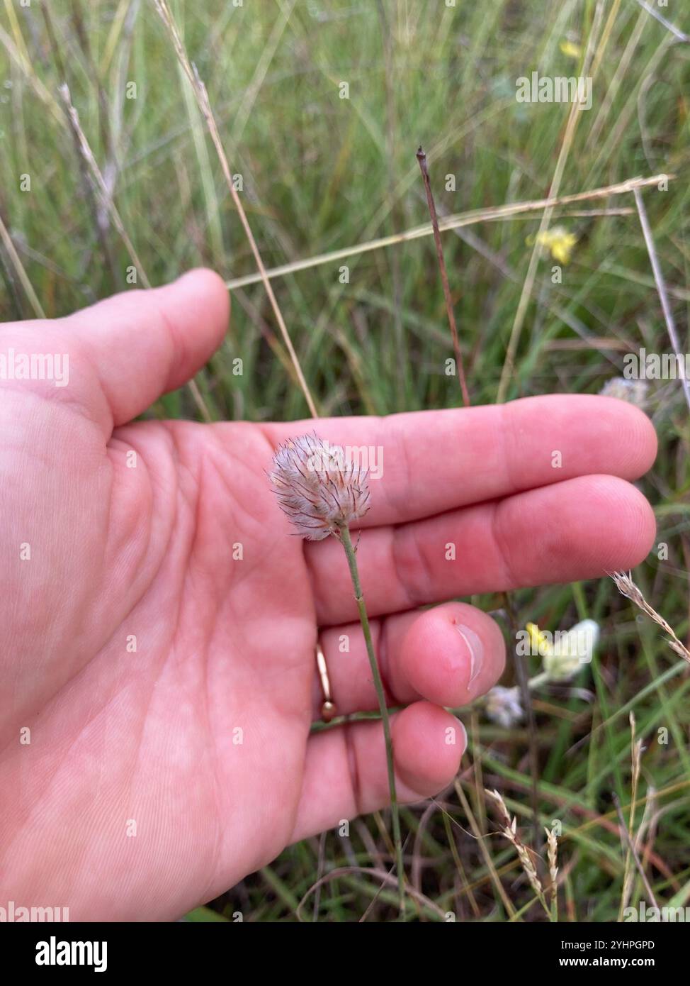 Dalea aurea hi-res stock photography and images - Alamy