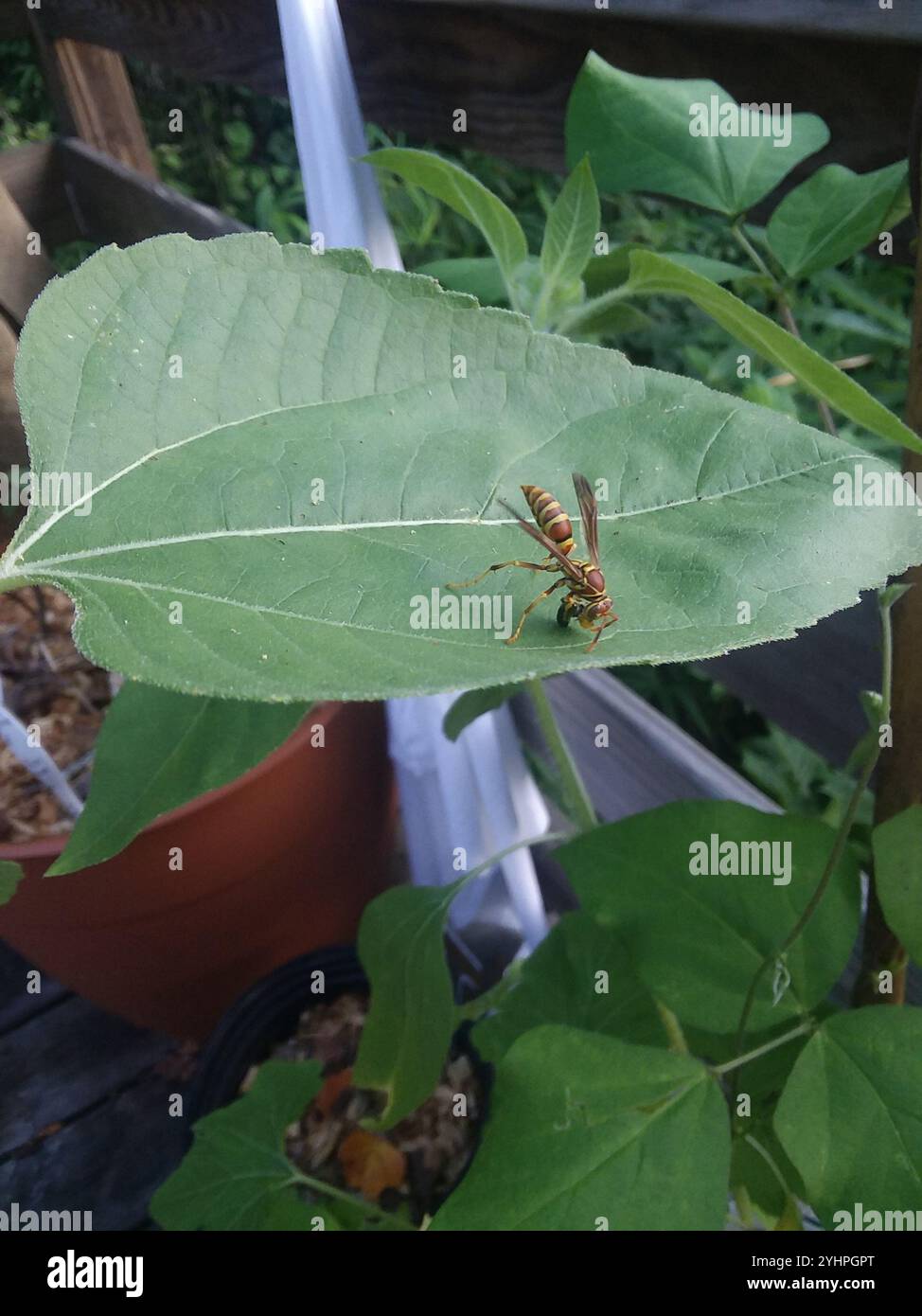 Guinea Paper Wasp (Polistes exclamans Stock Photo - Alamy