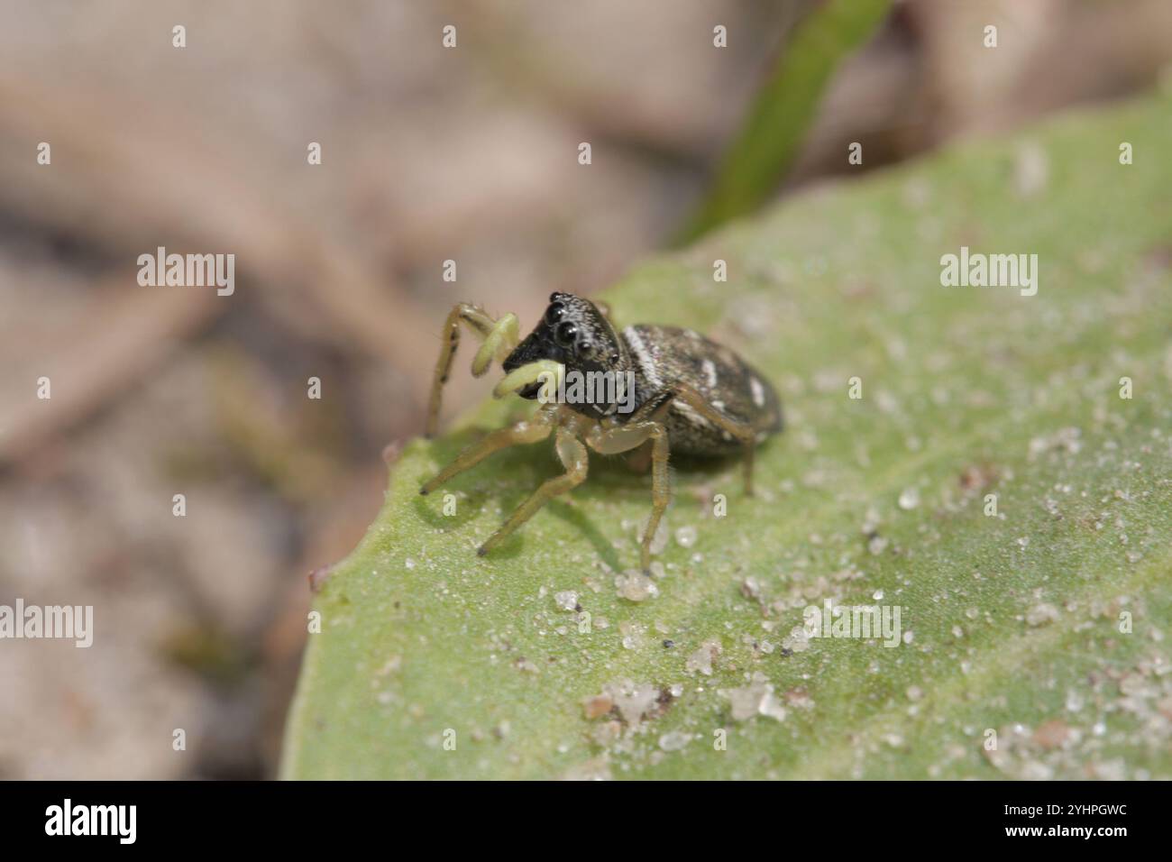 Copper sun jumper hi-res stock photography and images - Alamy