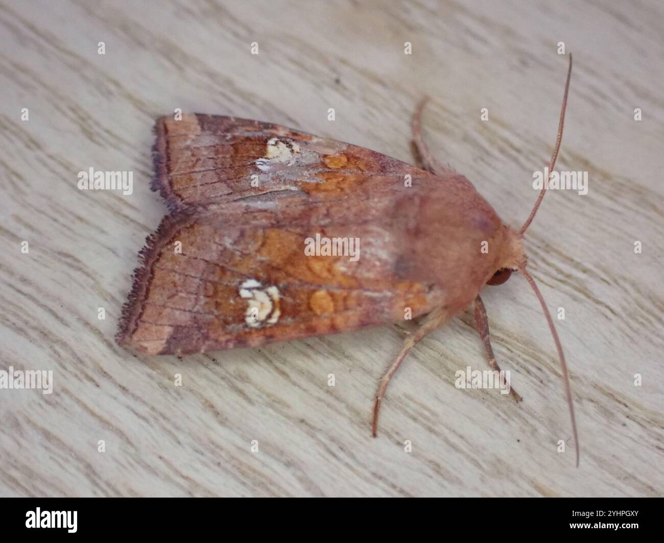 Ear Moths (Amphipoea Stock Photo - Alamy