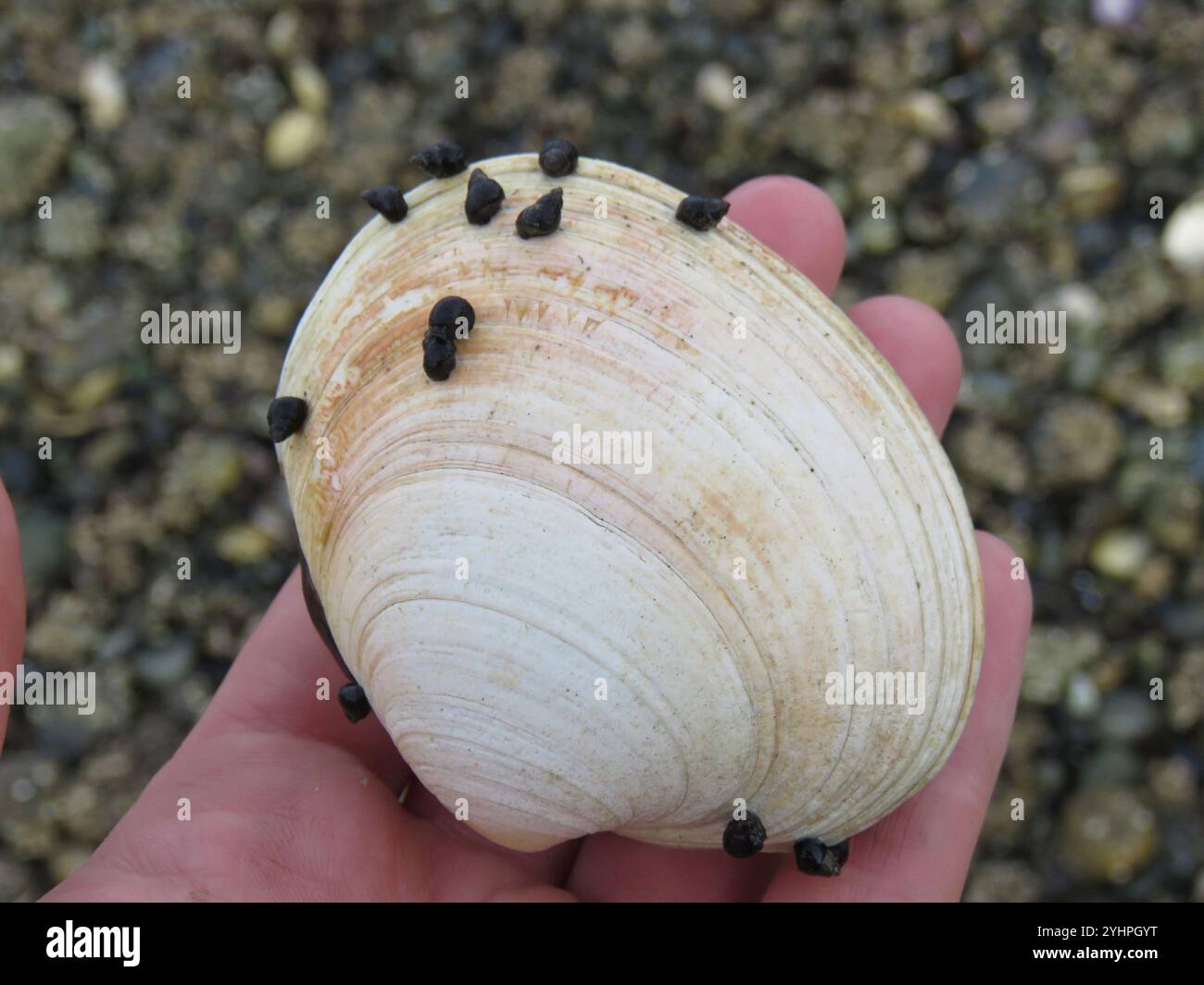 Butter Clam (Saxidomus gigantea Stock Photo - Alamy