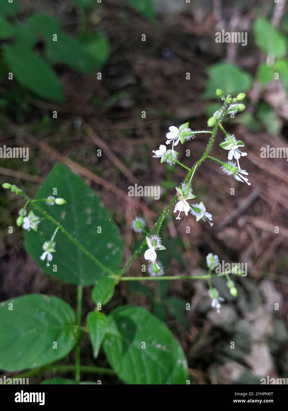 broadleaf enchanter's nightshade (Circaea canadensis Stock Photo - Alamy