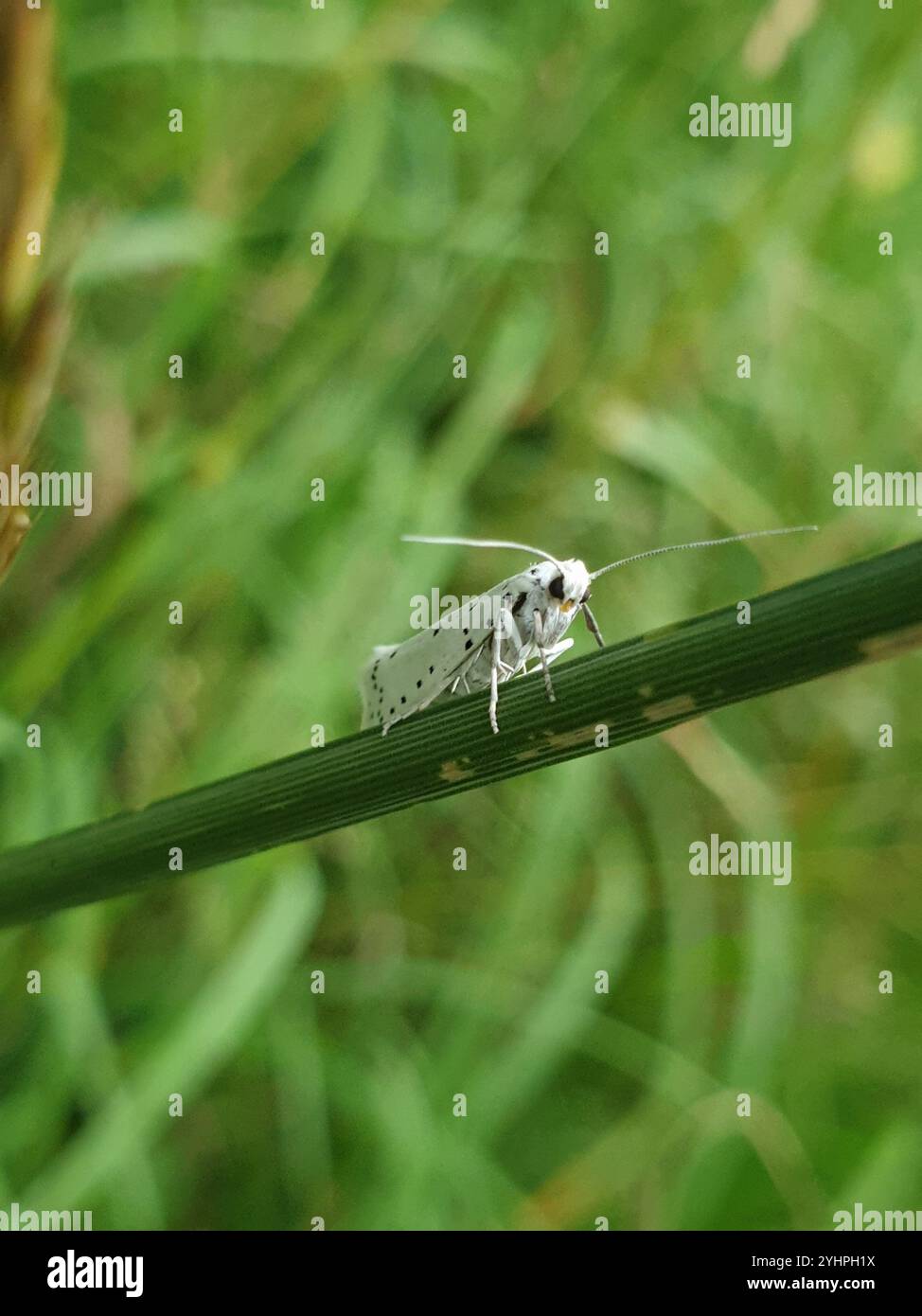 Spindle Ermine Moth (Yponomeuta cagnagella Stock Photo - Alamy