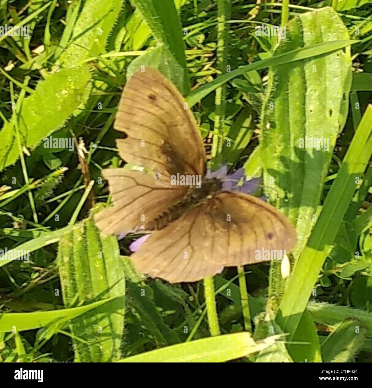 Meadow Brown (Maniola jurtina Stock Photo - Alamy