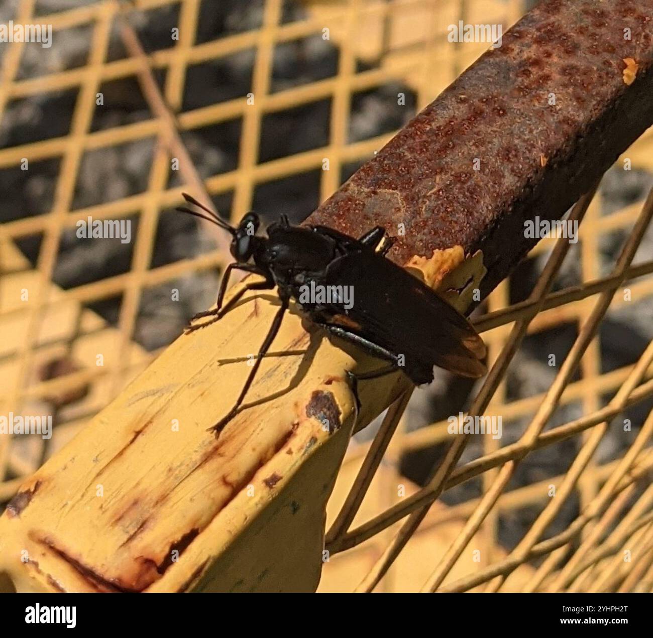 Clubbed Mydas Fly (Mydas clavatus Stock Photo - Alamy