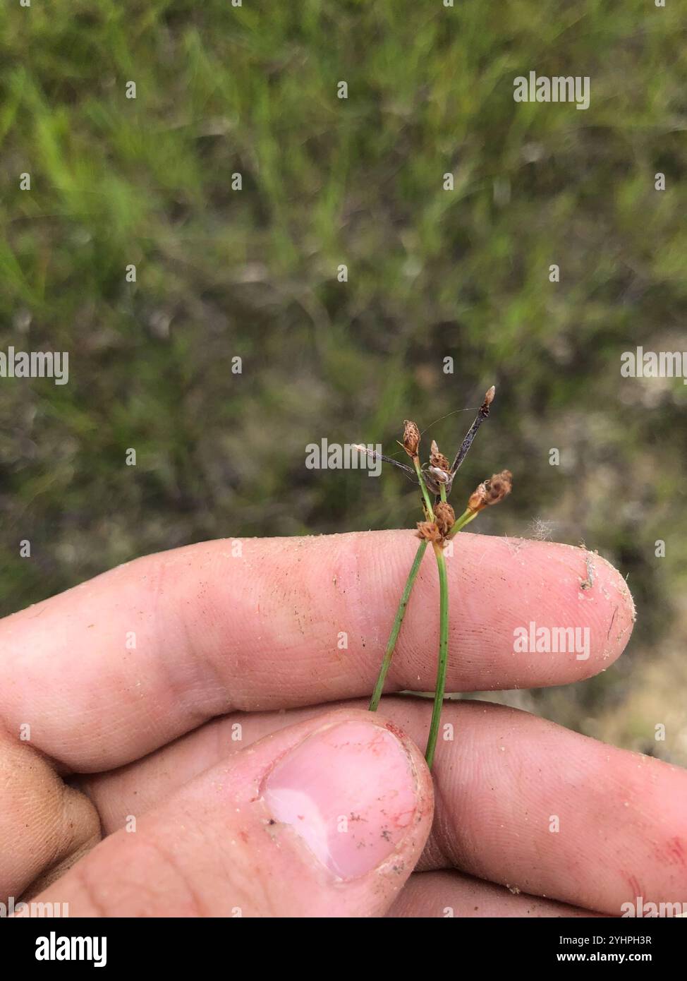 Hairy Fimbristylis (Fimbristylis puberula Stock Photo - Alamy