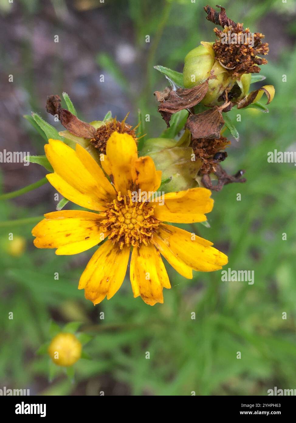 Lance-leaved Coreopsis (Coreopsis lanceolata Stock Photo - Alamy