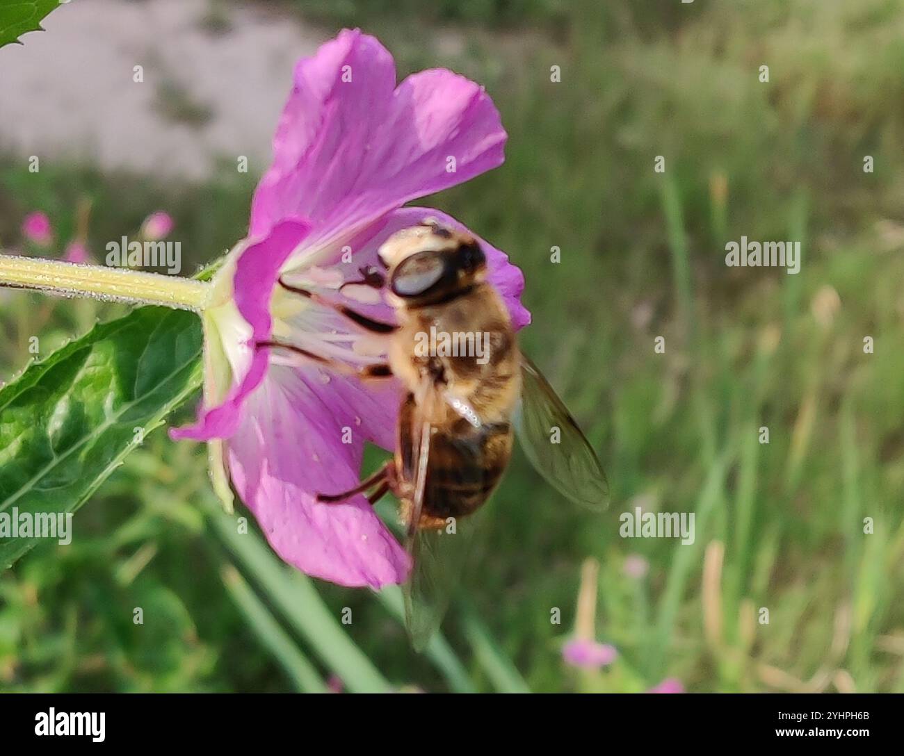 Common Drone Fly (Eristalis tenax Stock Photo - Alamy