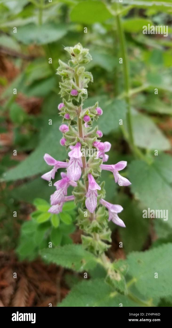 California Hedge Nettle (Stachys bullata Stock Photo - Alamy