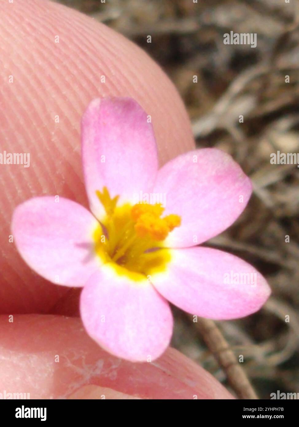 variable linanthus (Leptosiphon parviflorus Stock Photo - Alamy