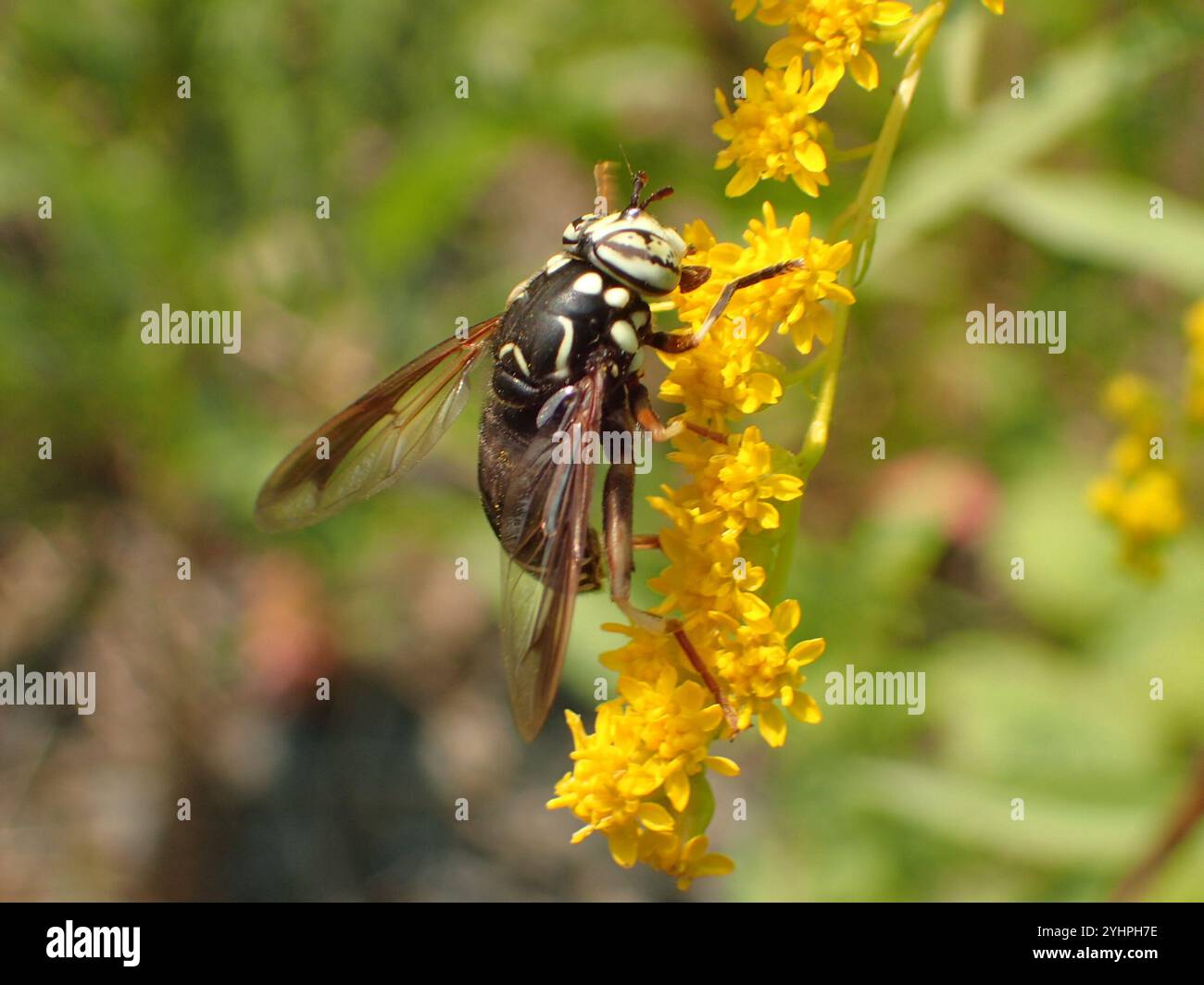 Bald-faced Hornet Fly (Spilomyia fusca Stock Photo - Alamy